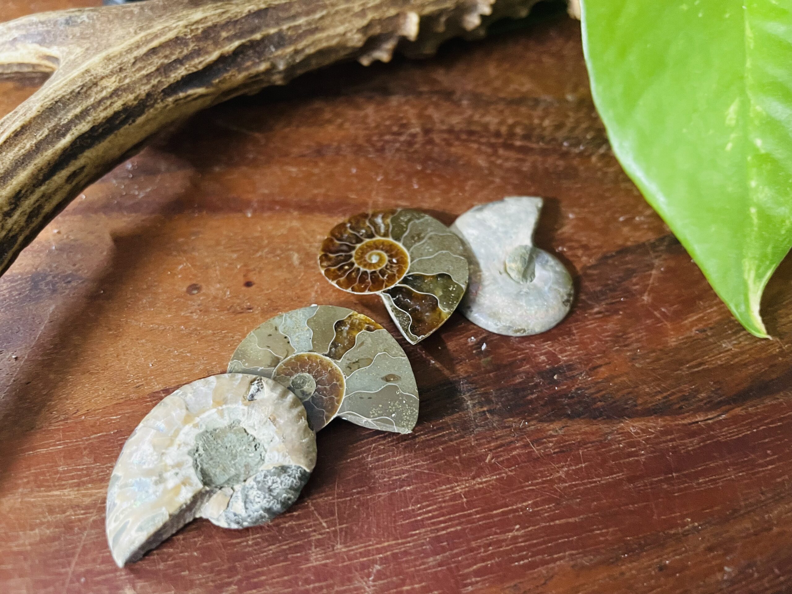 Ammonite Fossil – Witch Way Australia