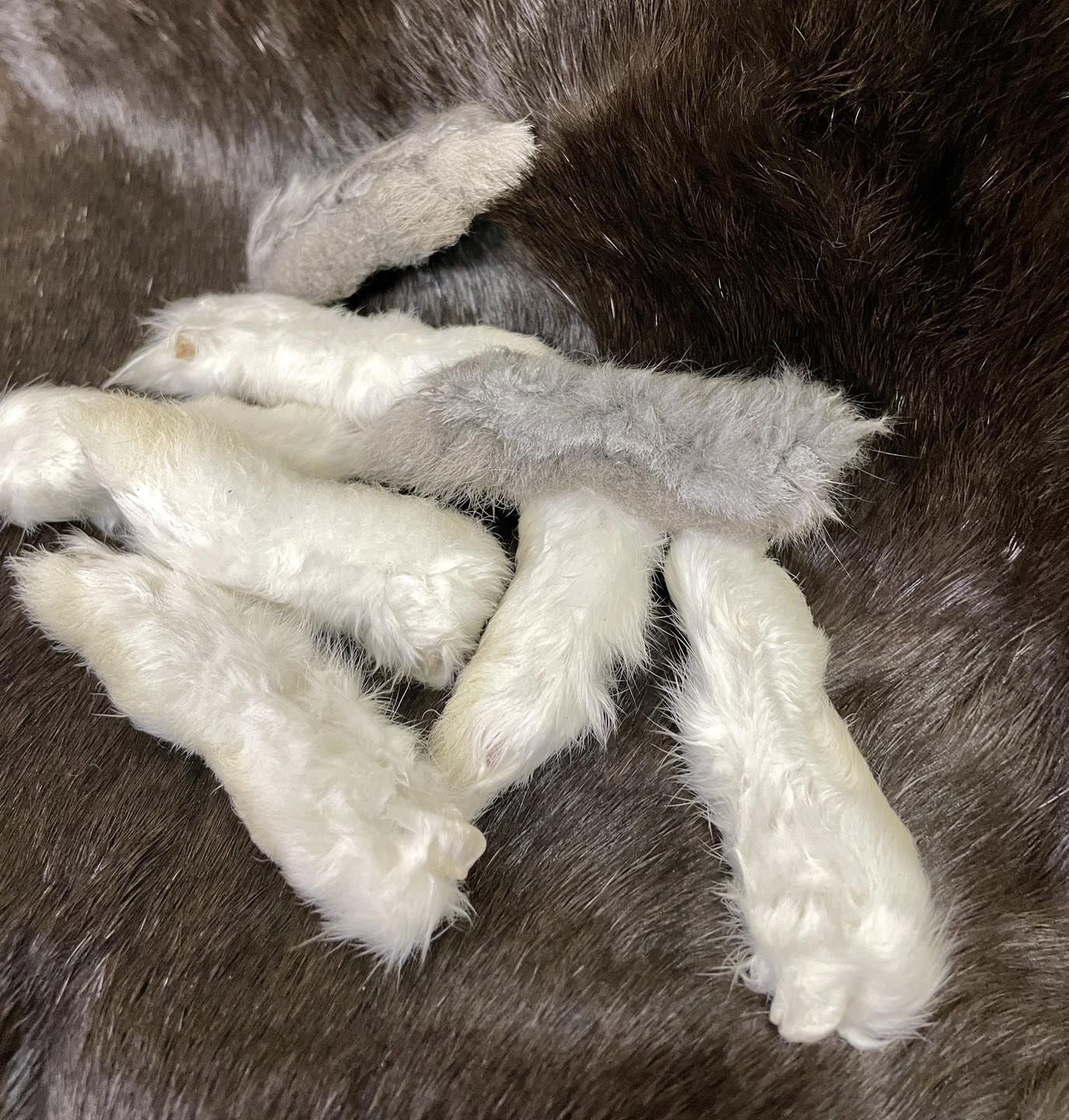 Mini Lop Rabbit Feet - Witch Way Australia